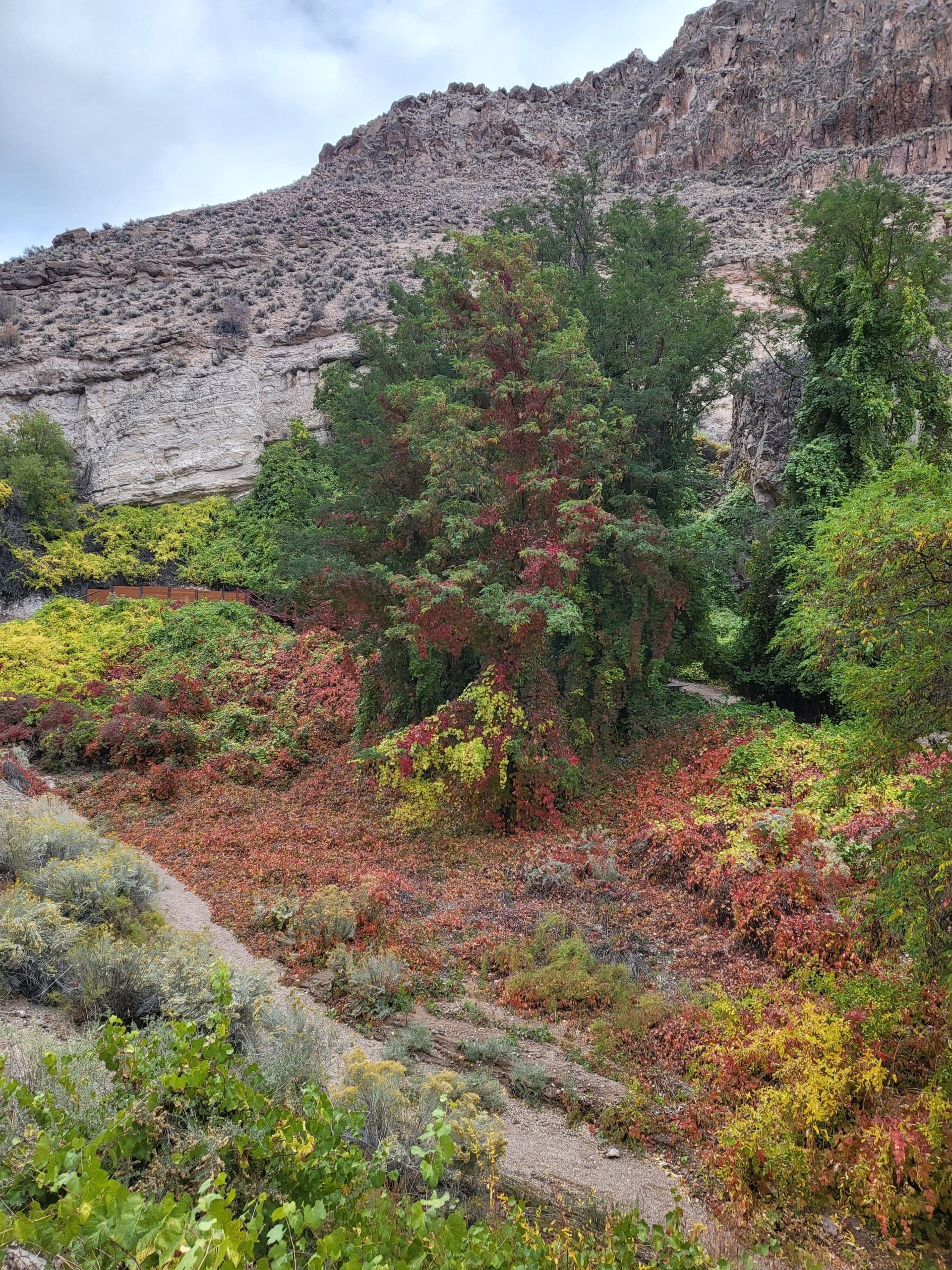 Fall Color Plants of Nevada: Virginia Creeper | nevadafallcolor.com