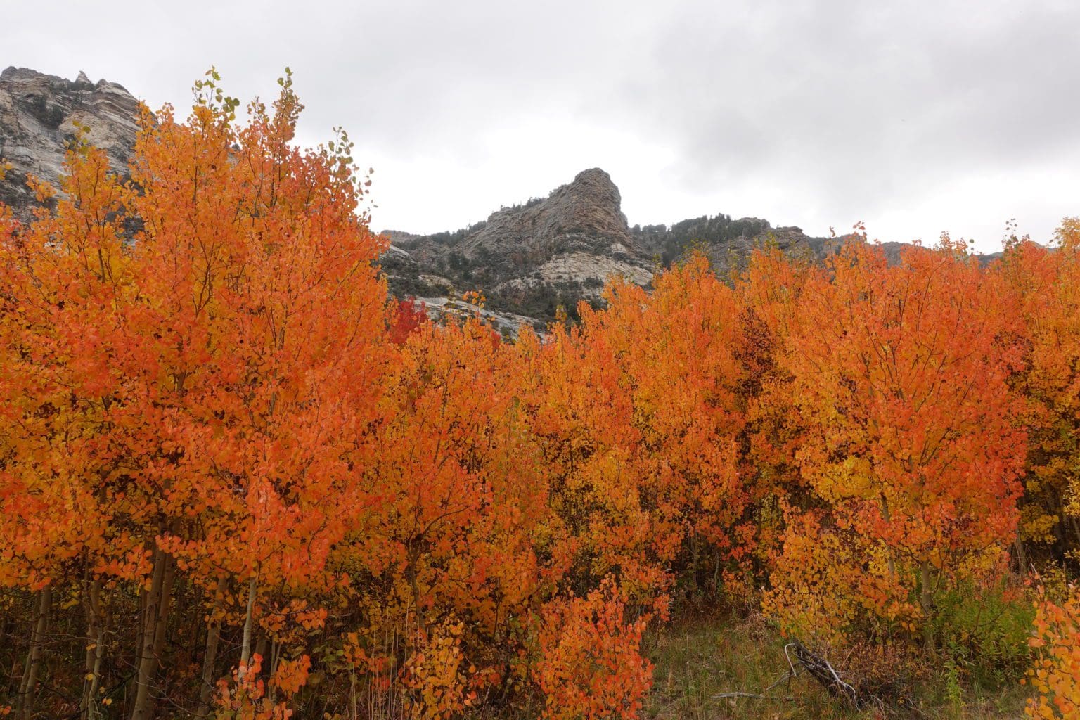 Why Do Some Aspens Turn Red Instead of Yellow? | nevadafallcolor.com