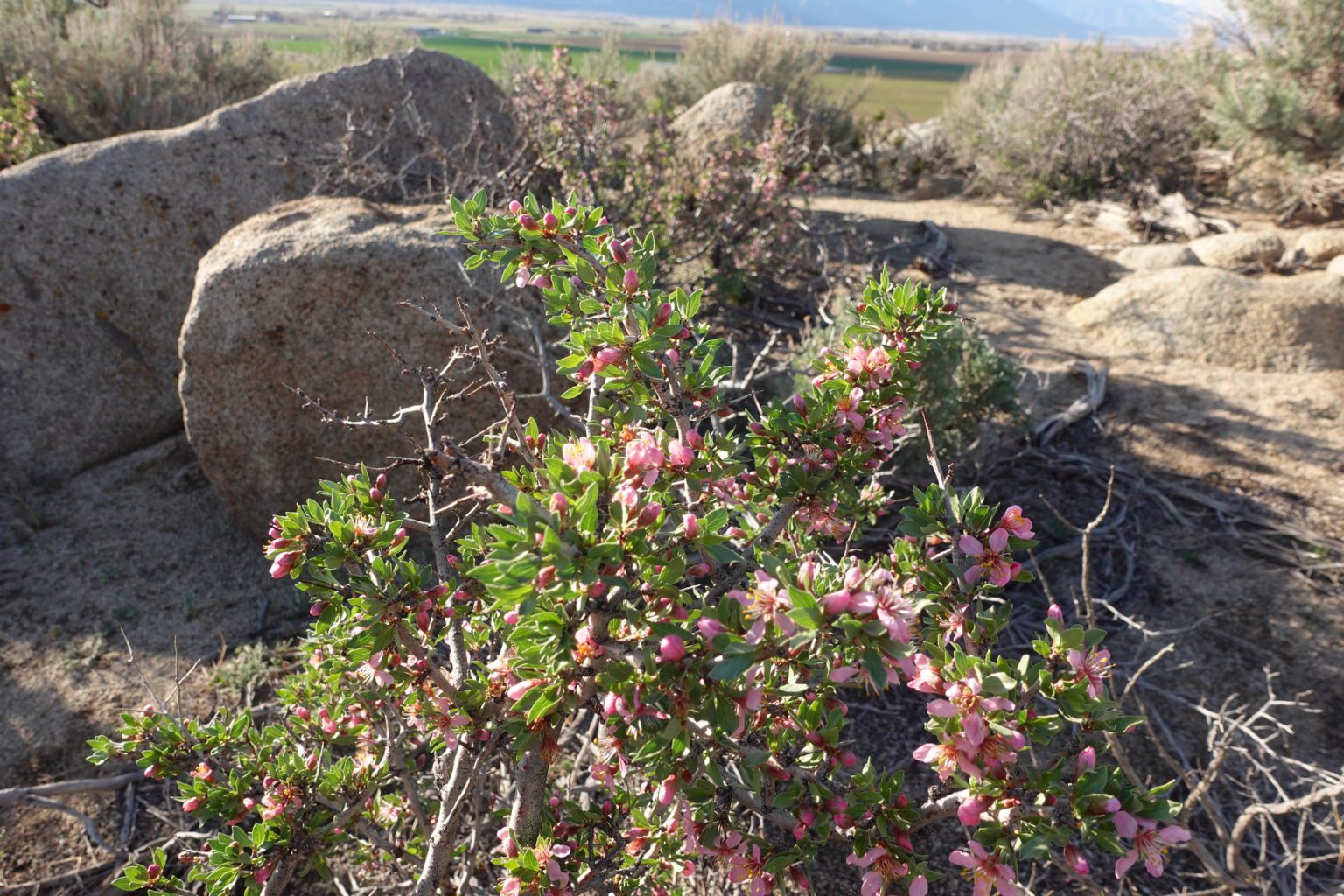 Nevada Wildflowers Report: Desert Peaches | nevadafallcolor.com