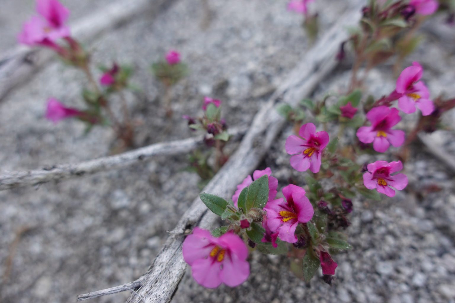 Northern Nevada Wildflowers Report: Wild Peonies, Phlox, and More ...