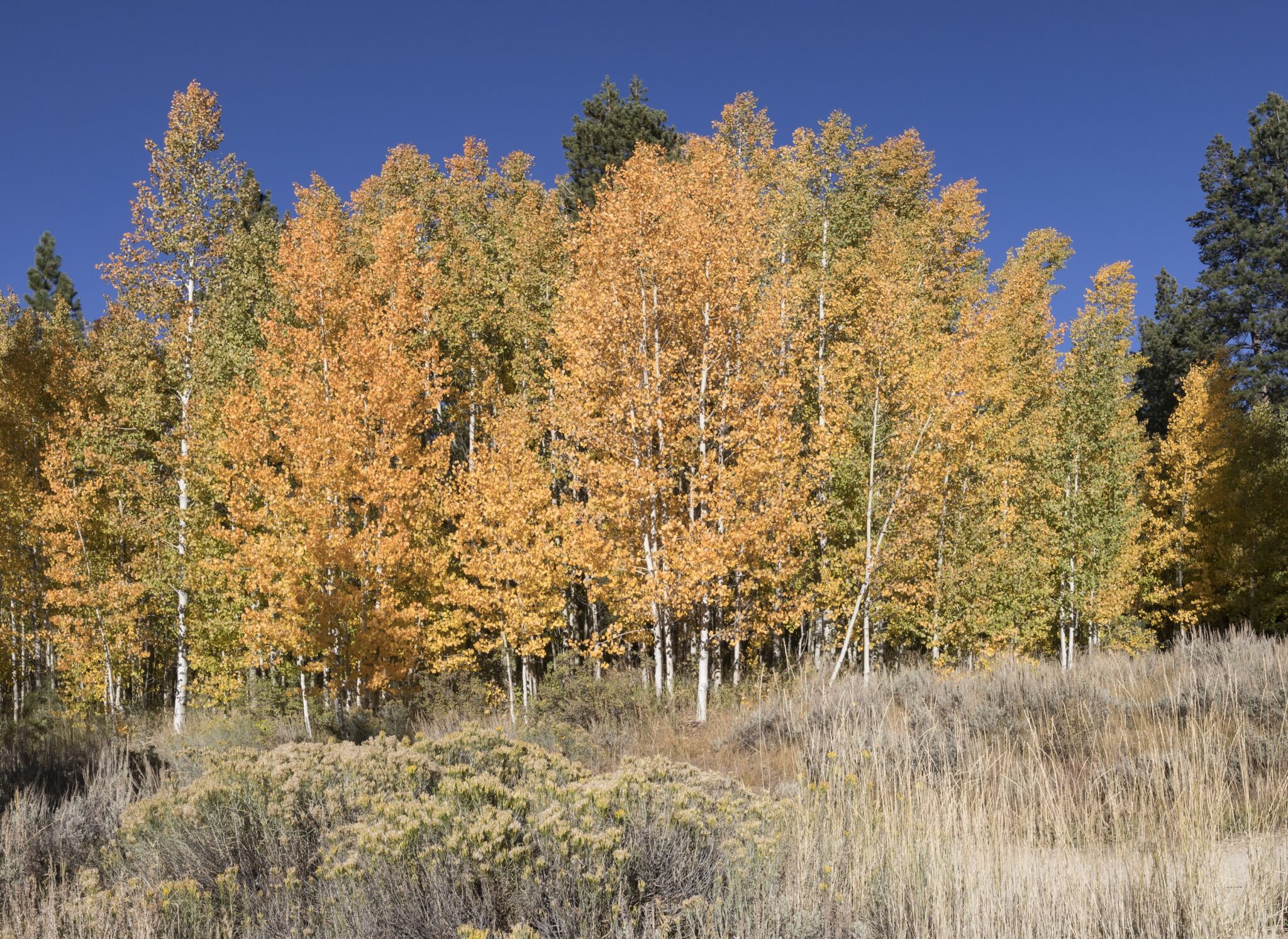 Where to See the Best Fall Foliage in Nevada | nevadafallcolor.com