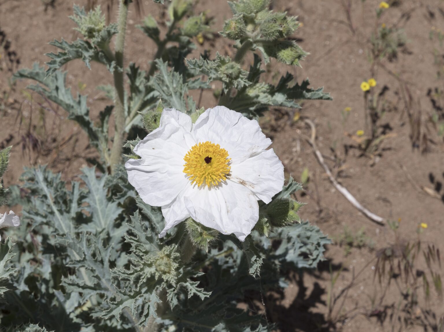 Nevada Wildflower Report 2023 – Everything’s Coming Up Roses ...