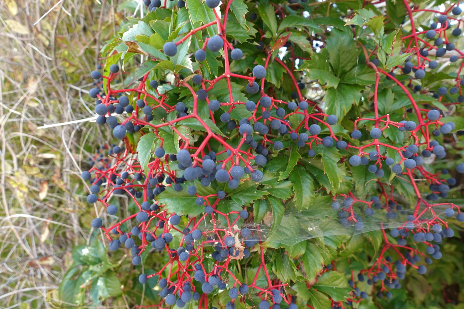 Fall Color Plants of Nevada: Virginia Creeper | nevadafallcolor.com