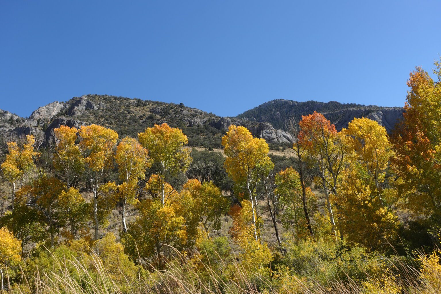A Successful Fall Color Drive on Ely’s Success Loop | nevadafallcolor.com