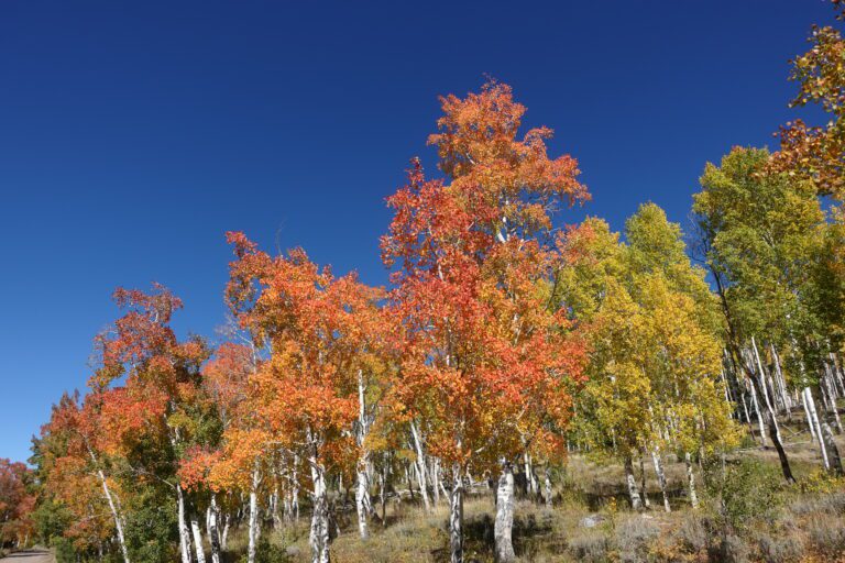 Where to See the Best Fall Foliage in Nevada | nevadafallcolor.com