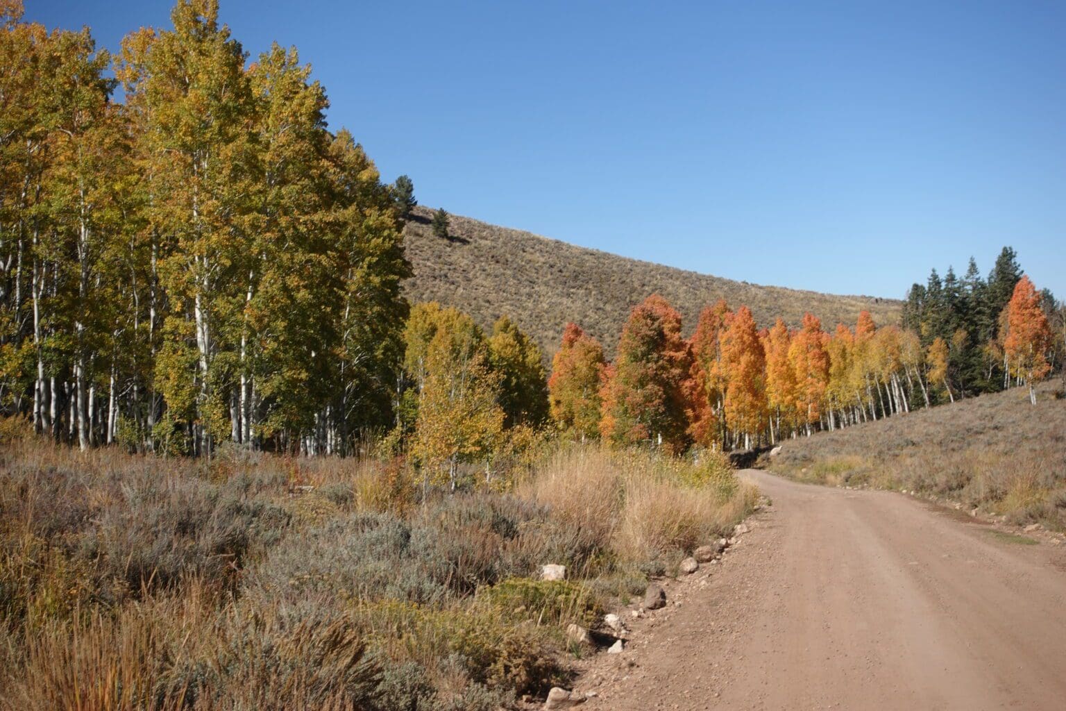 Where to See the Best Fall Foliage in Nevada | nevadafallcolor.com