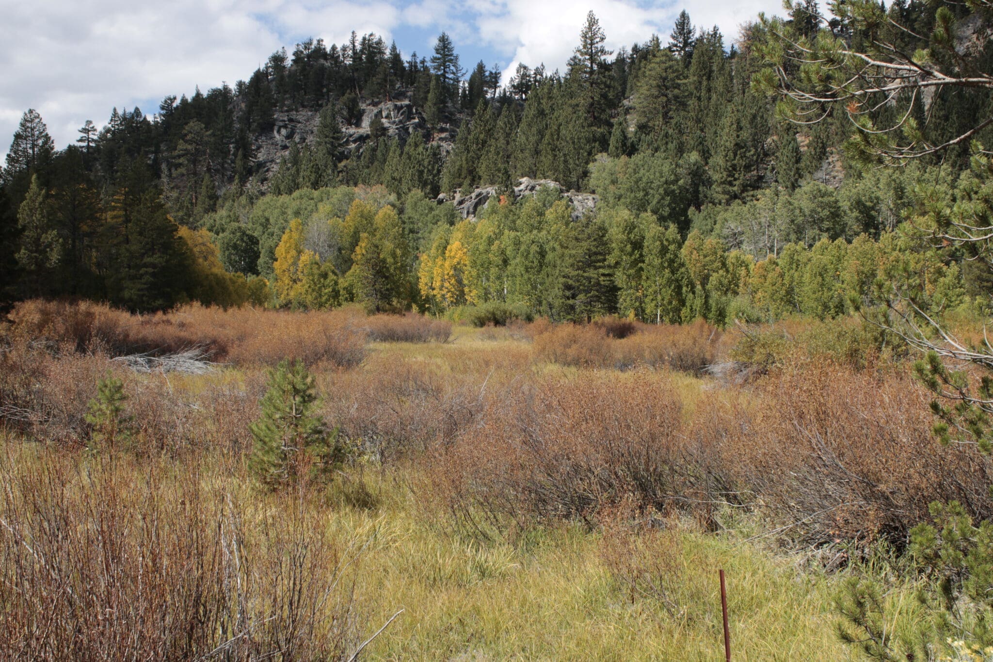 Hope Valley Fall Color—Off to a Pretty Start | nevadafallcolor.com