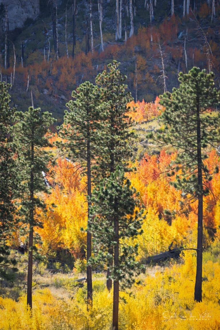 Mount Charleston Sparkling with Fall Color | nevadafallcolor.com