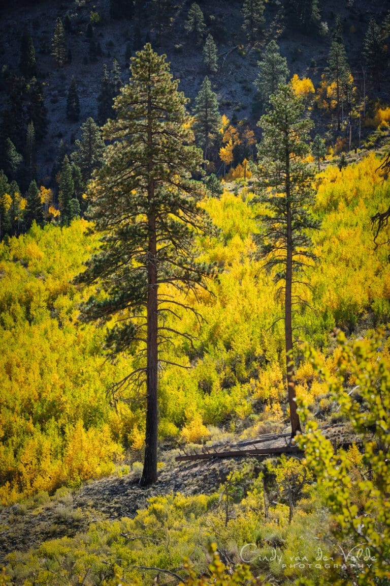 Mount Charleston Sparkling with Fall Color | nevadafallcolor.com